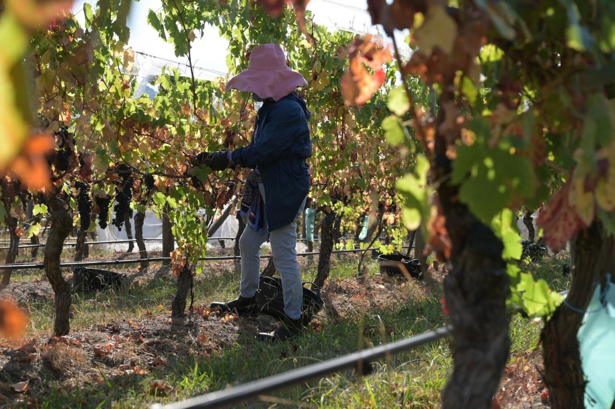Bangkok Post - China lifts penalty duties on Australian wine