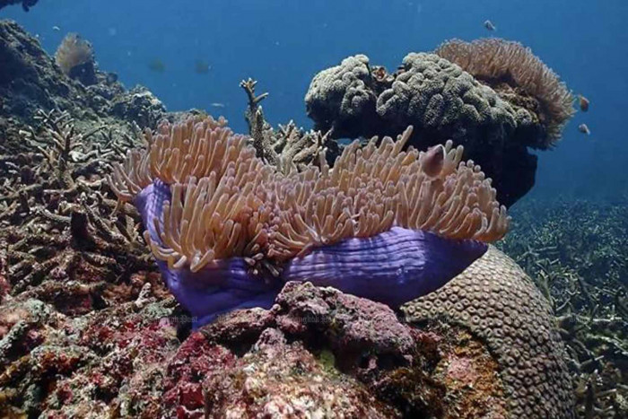 Bangkok Post - Coral at immediate risk from rising sea temperature ...