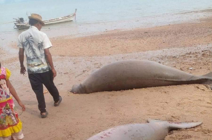Bangkok Post - Krabi dugongs died ‘in search of food’