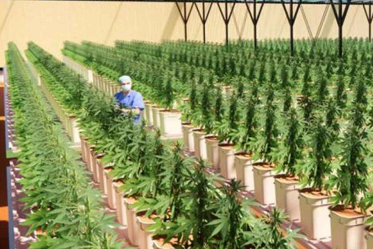 Bangkok Post - Gunkul suspends cannabis investment amid confusion