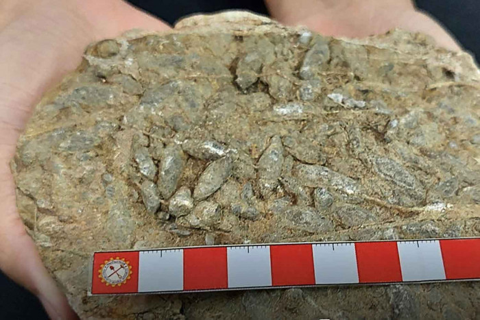Bangkok Post - Rice-shaped objects in Sukhothai rock identified as fossils