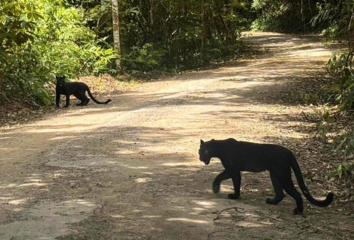 Park visitor spots two panthers Bangkok Post Learning - Learn English ...