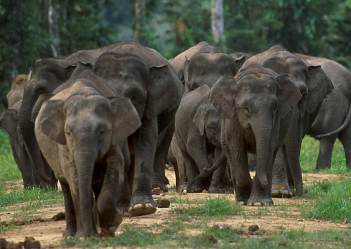 Bangkok Post - Borneo elephants declared endangered