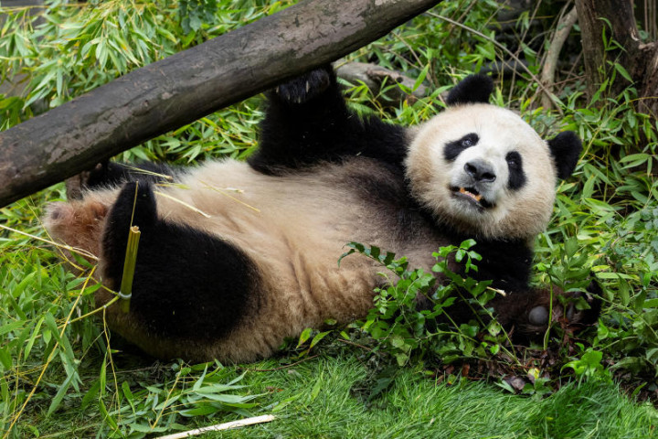 Bangkok Post - China's new 'giant panda college' to welcome first ...