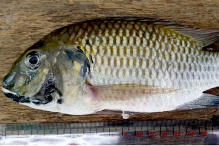 Govt declares war on 'alien' fish Bangkok Post Learning - Learn English ...