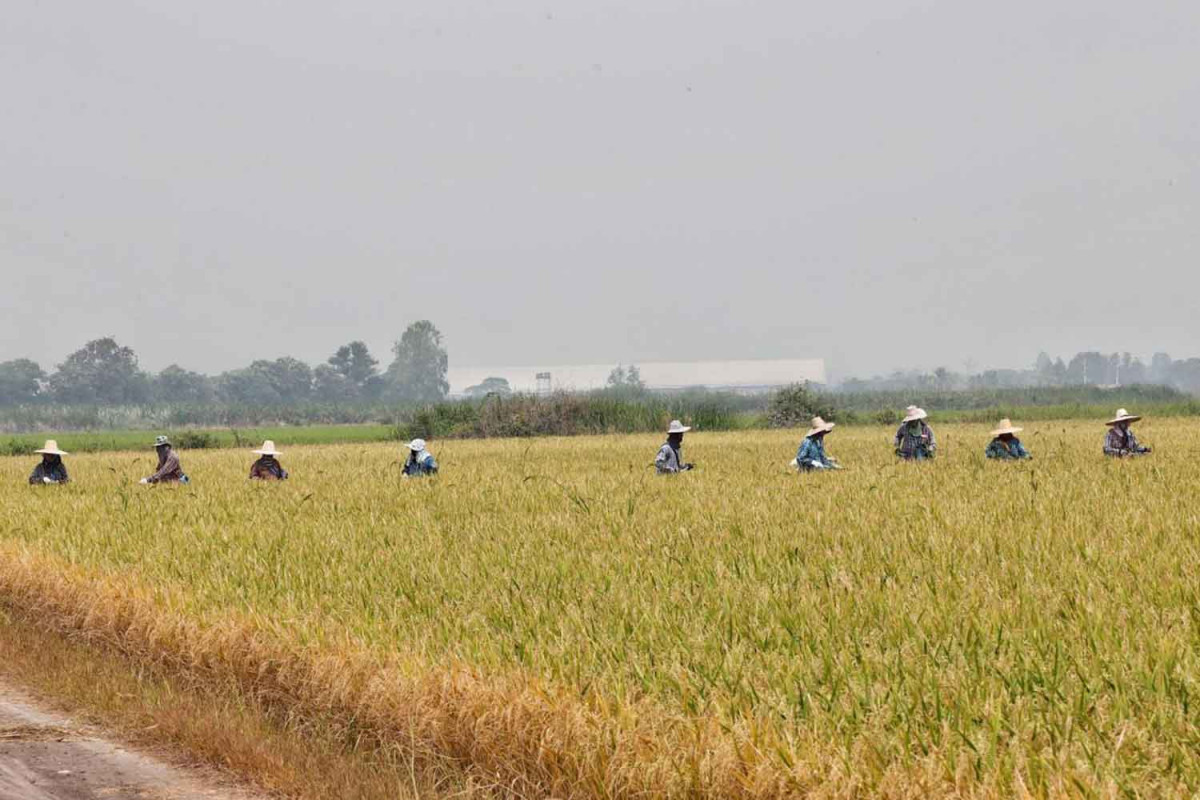 Bangkok Post - Thai rice exports jump 25% in first half of 2024