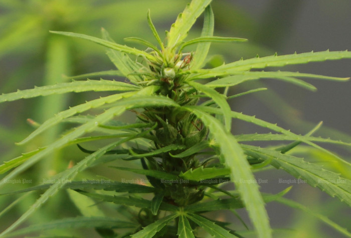 Bangkok Post - Philippines tries again to approve medical cannabis