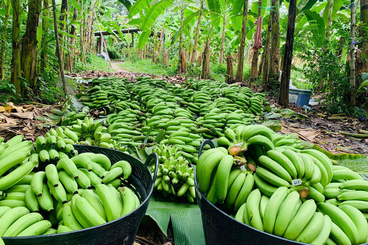 Bangkok Post - Golden banana sales boom