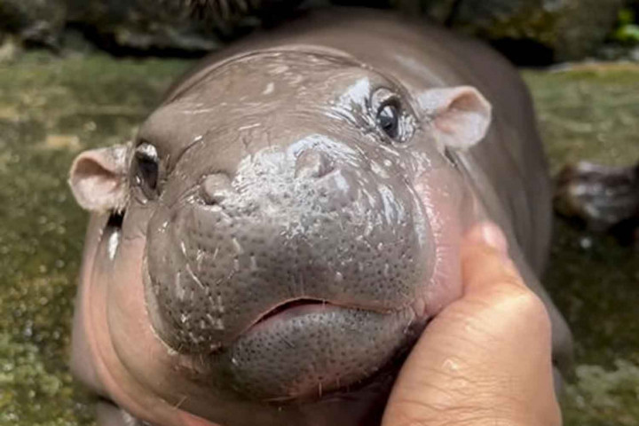Bangkok Post - Zoo chief looks for the next 'Moo Deng' baby hippo