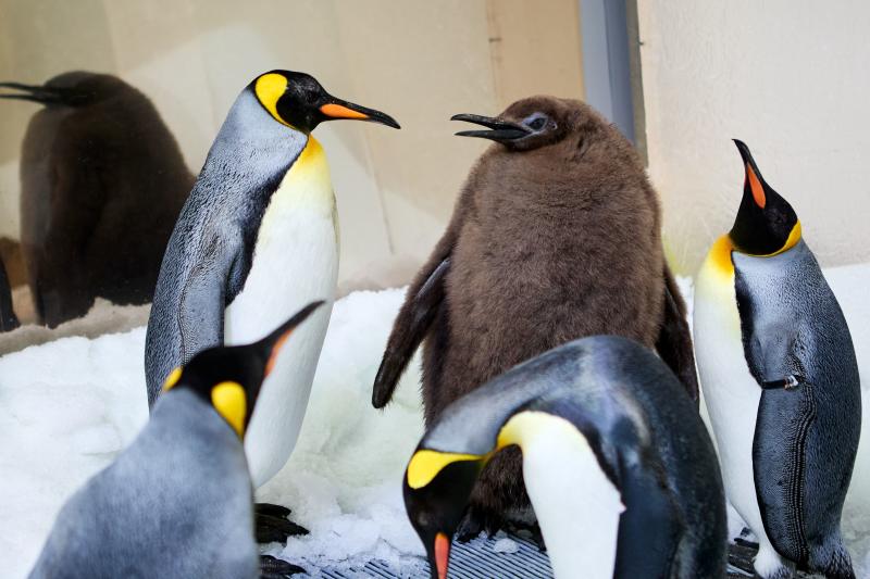 Bangkok Post - Internet going crazy for chonky Australian penguin chick