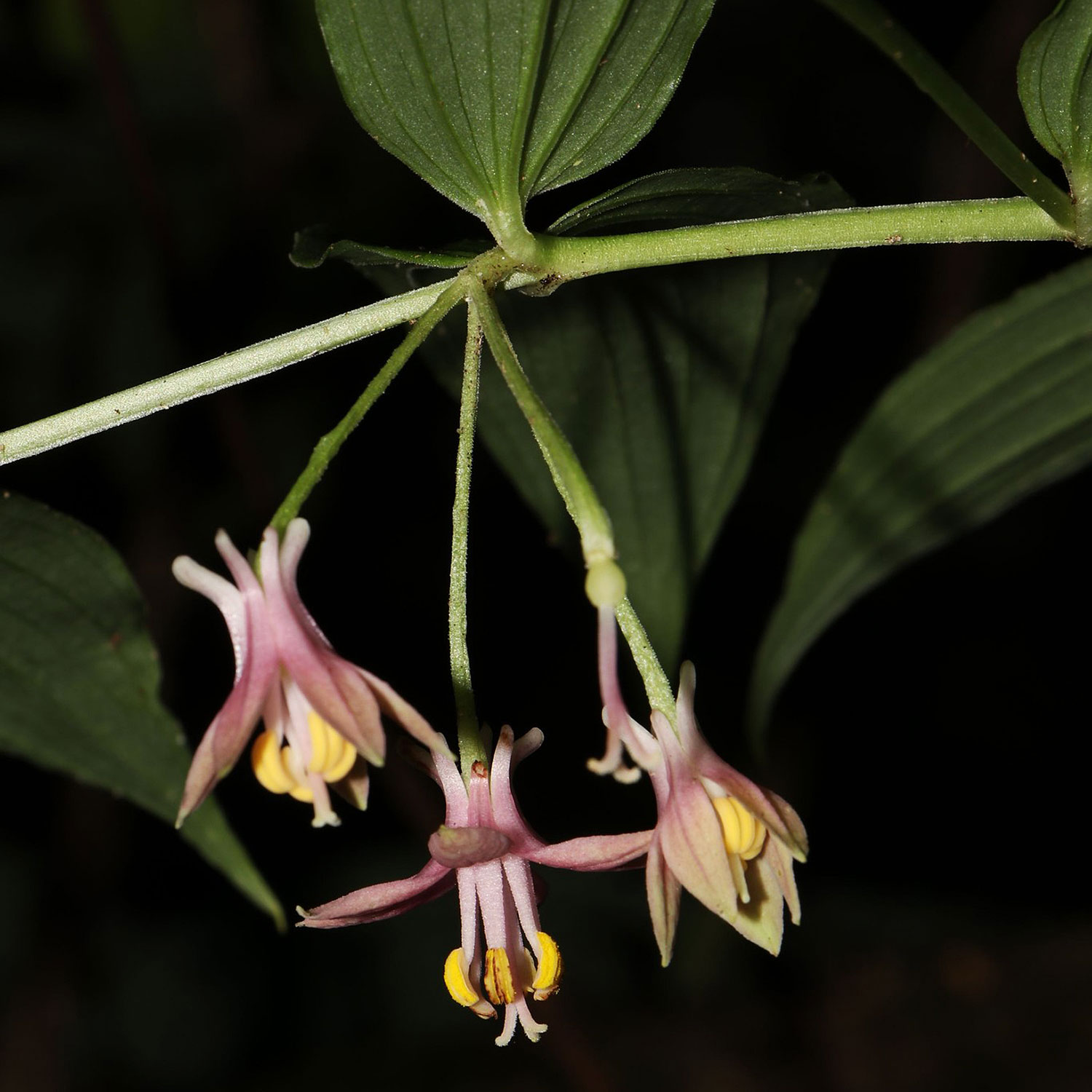 Bangkok Post - 4 new species of plant found in North