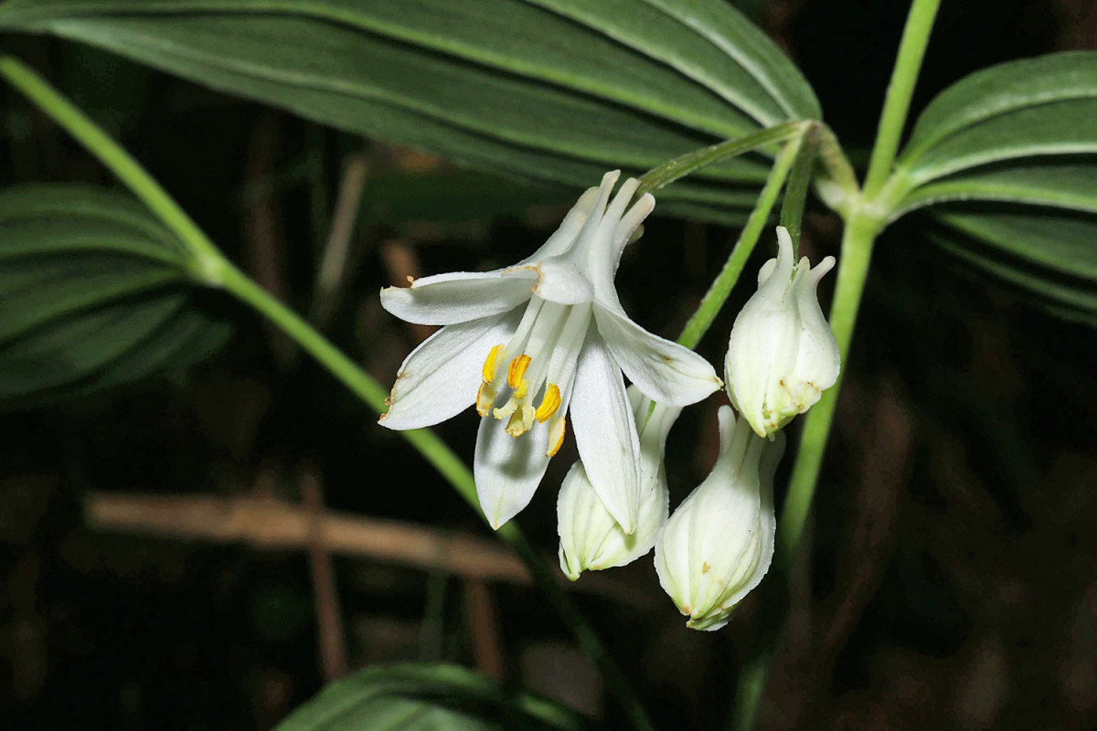 Bangkok Post - 4 new species of plant found in North