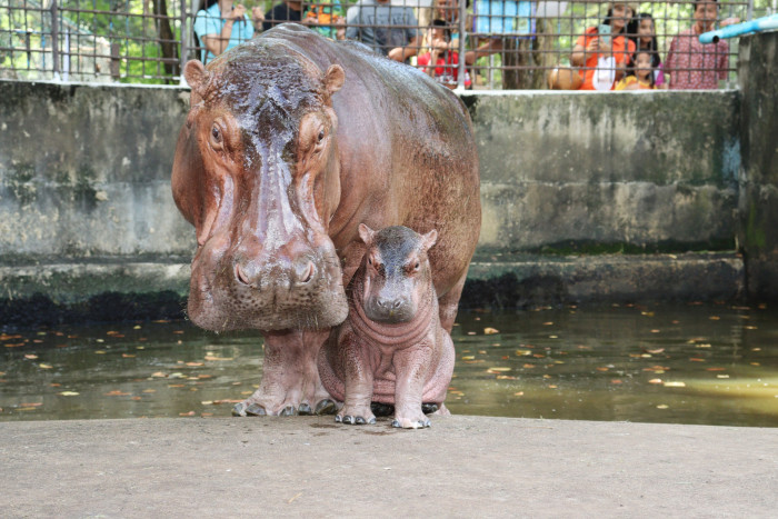 Bangkok Post - Naming contest for newborn hippo in Si Sa Ket