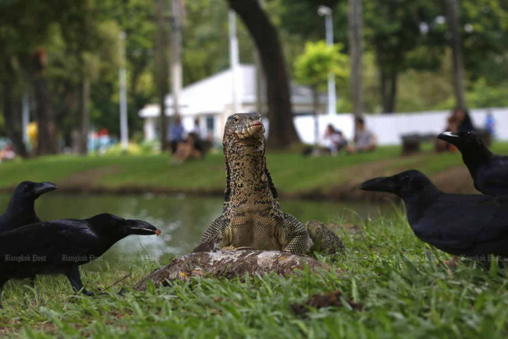 Bangkok Post - Minister to allow farming of water monitors, bird nests