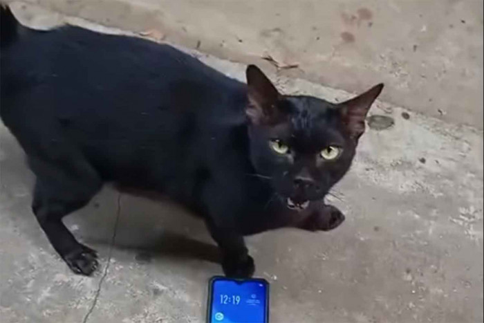 Bangkok Post - Thai film director confirms cat is safe after seizure ...