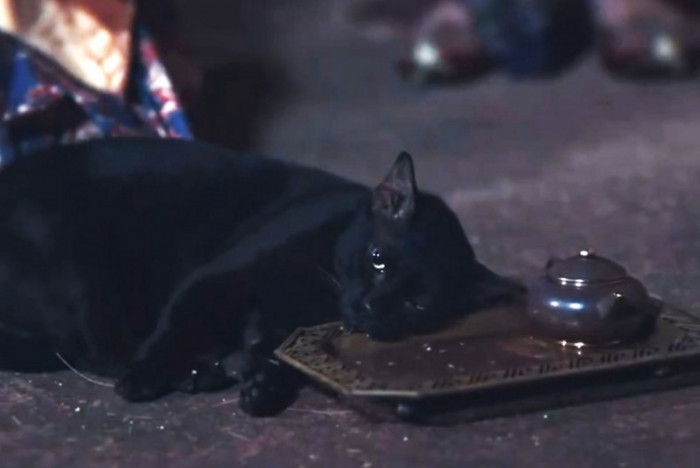 Bangkok Post - Veterinarian ‘didn’t knock out TV cat’