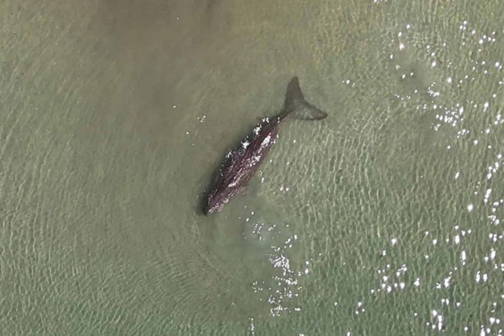 Bangkok Post - Inquiry into Thailand's rising dugong death toll expanded