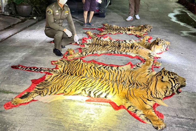 Bangkok Post - Man caught with Sumatran tiger carcasses outside Bangkok