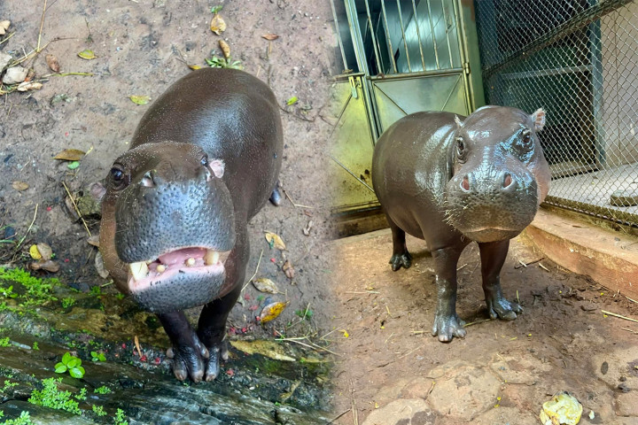 Bangkok Post - Thai zoos to expand ‘Moo’ population