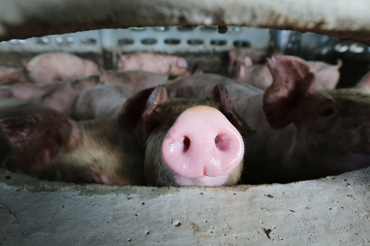 Bangkok Post - Pork oversupply could imperil small pig farmers