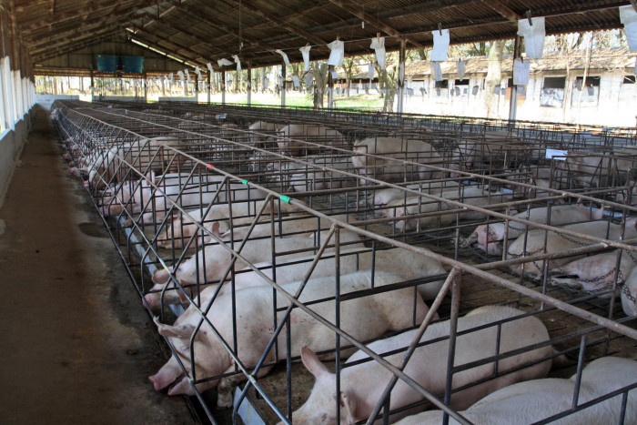 Bangkok Post - Food safety a pig deal