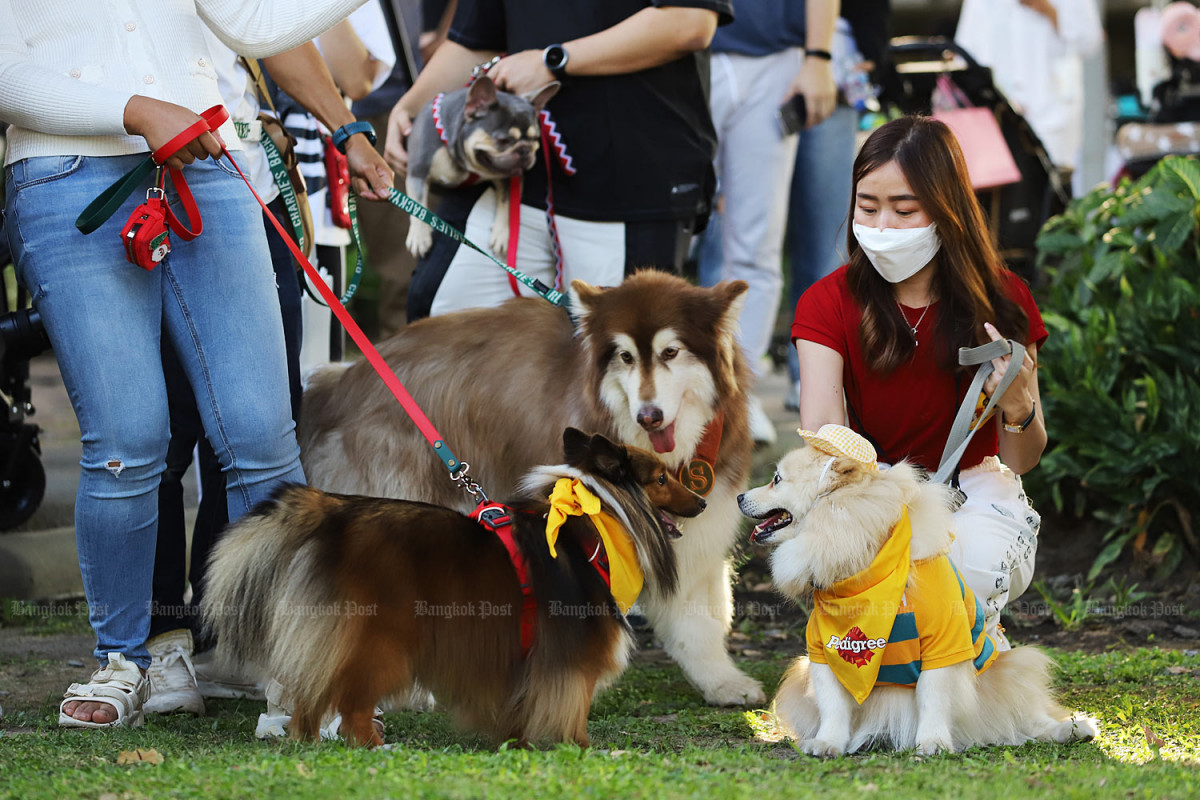 Bangkok Post - Trains go pet-friendly as New Year's gift