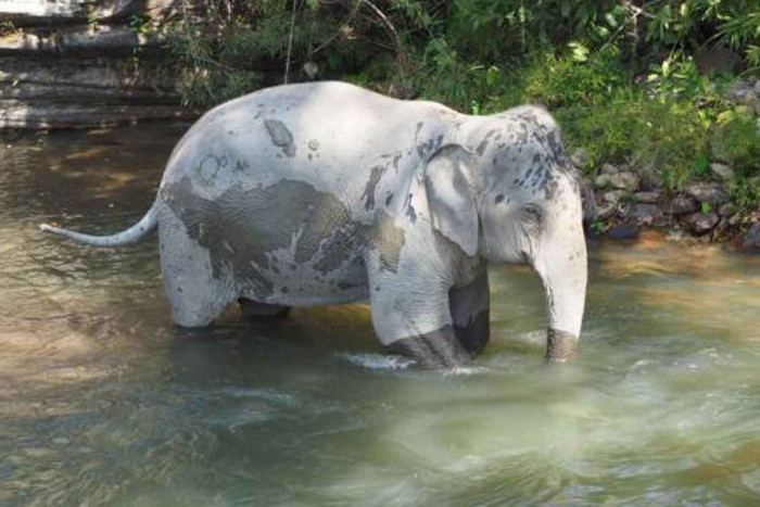 'Stressed' elephant kills Spanish tourist Bangkok Post Learning - Learn ...