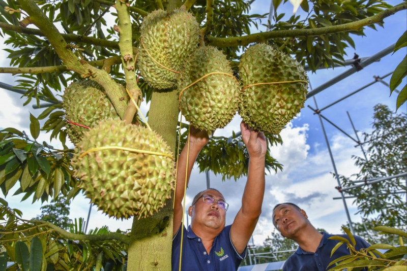 Bangkok Post - China breaks durian import record