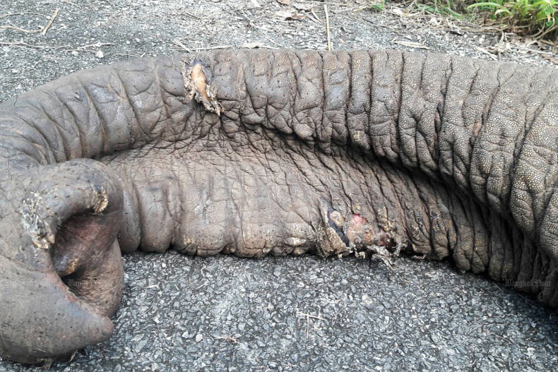 Bangkok Post - Dead elephant was electrocuted