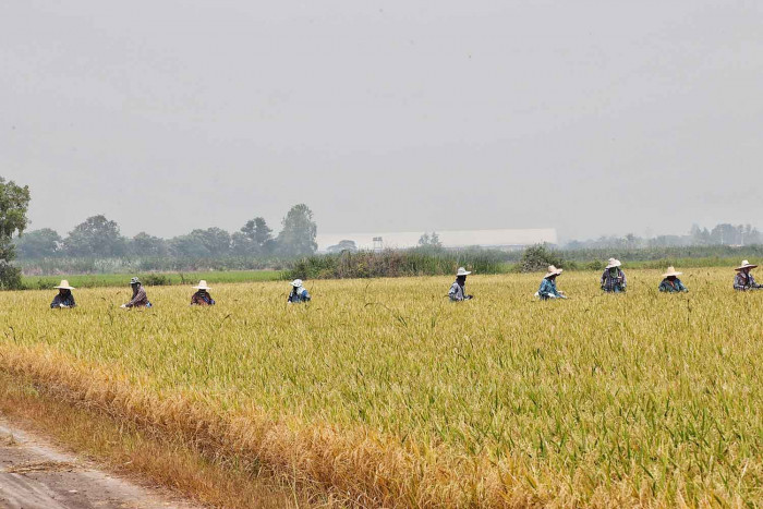 Bangkok Post - Smart drive to boost rice farming