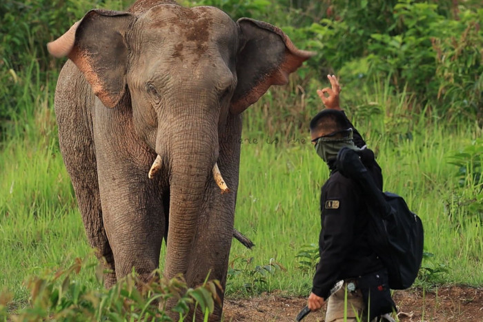 Soldier approaches wild elephant with knife Bangkok Post Learning ...