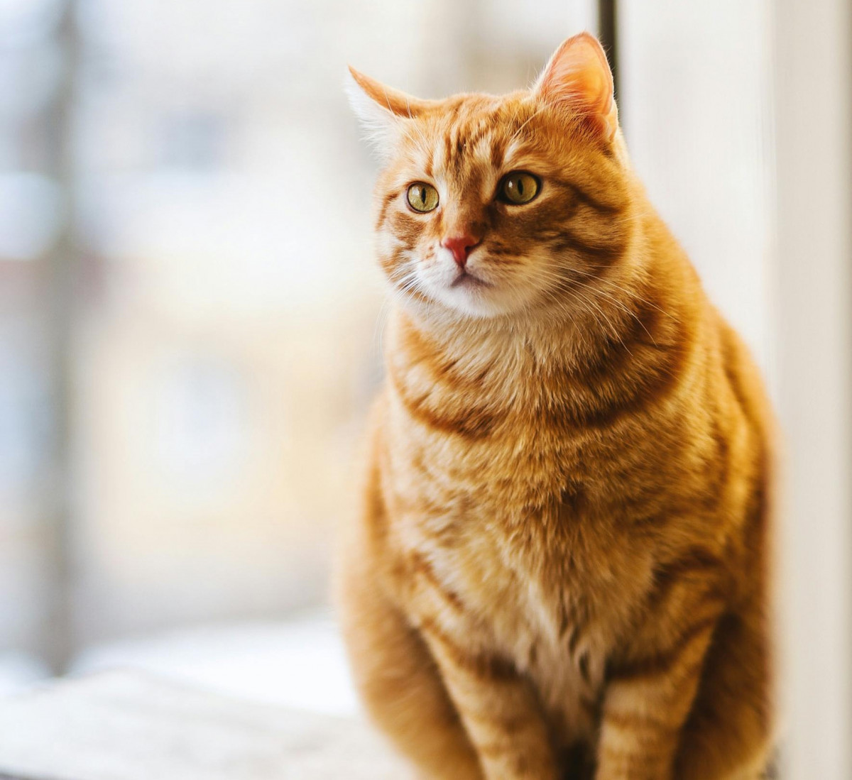 Bangkok Post - Baidu develops AI to decode animal sounds into human language