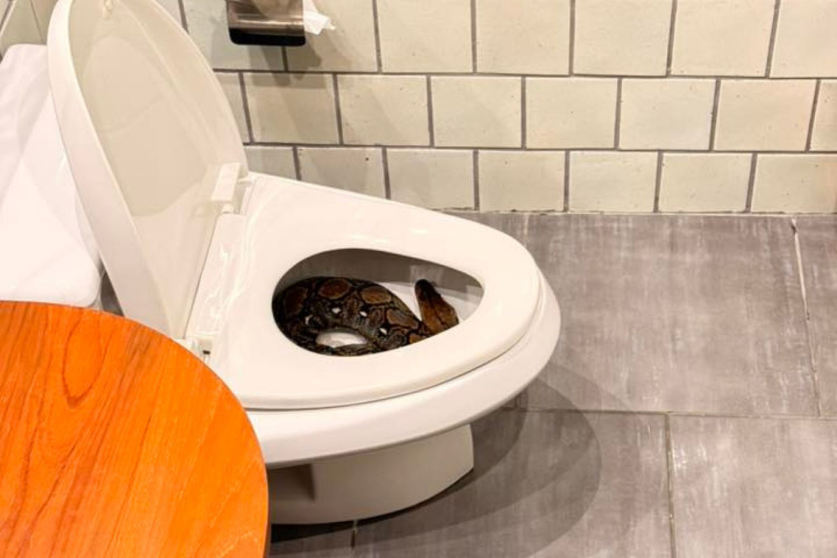 Bangkok Post - Man finds massive snake coiled inside Bangkok toilet bowl