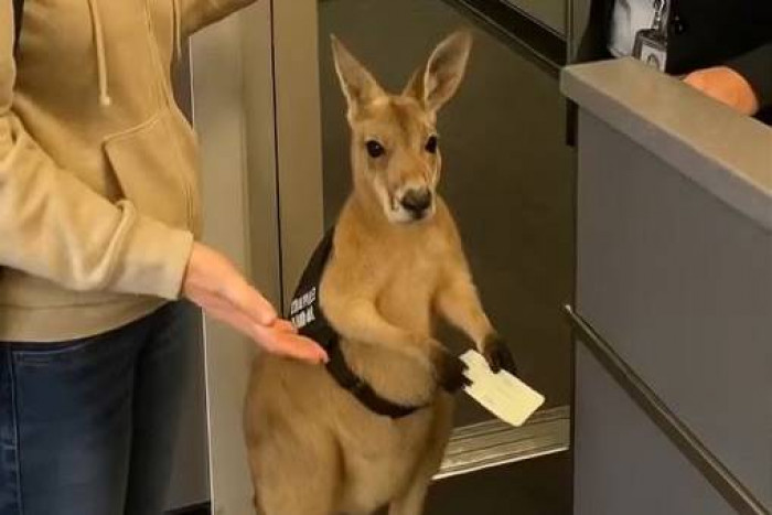 Bangkok Post - Real or AI? Video of kangaroo on plane goes viral