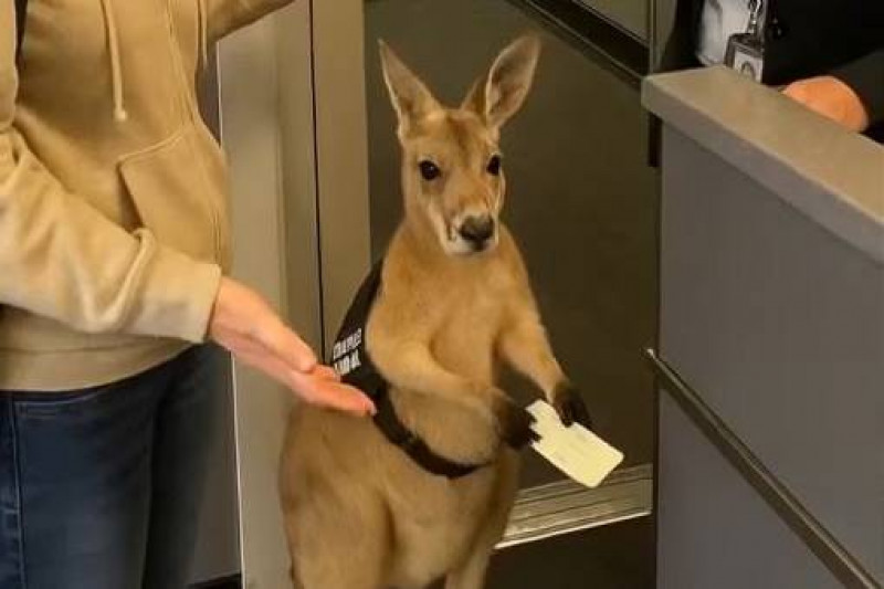 Bangkok Post - Real or AI? Video of kangaroo on plane goes viral