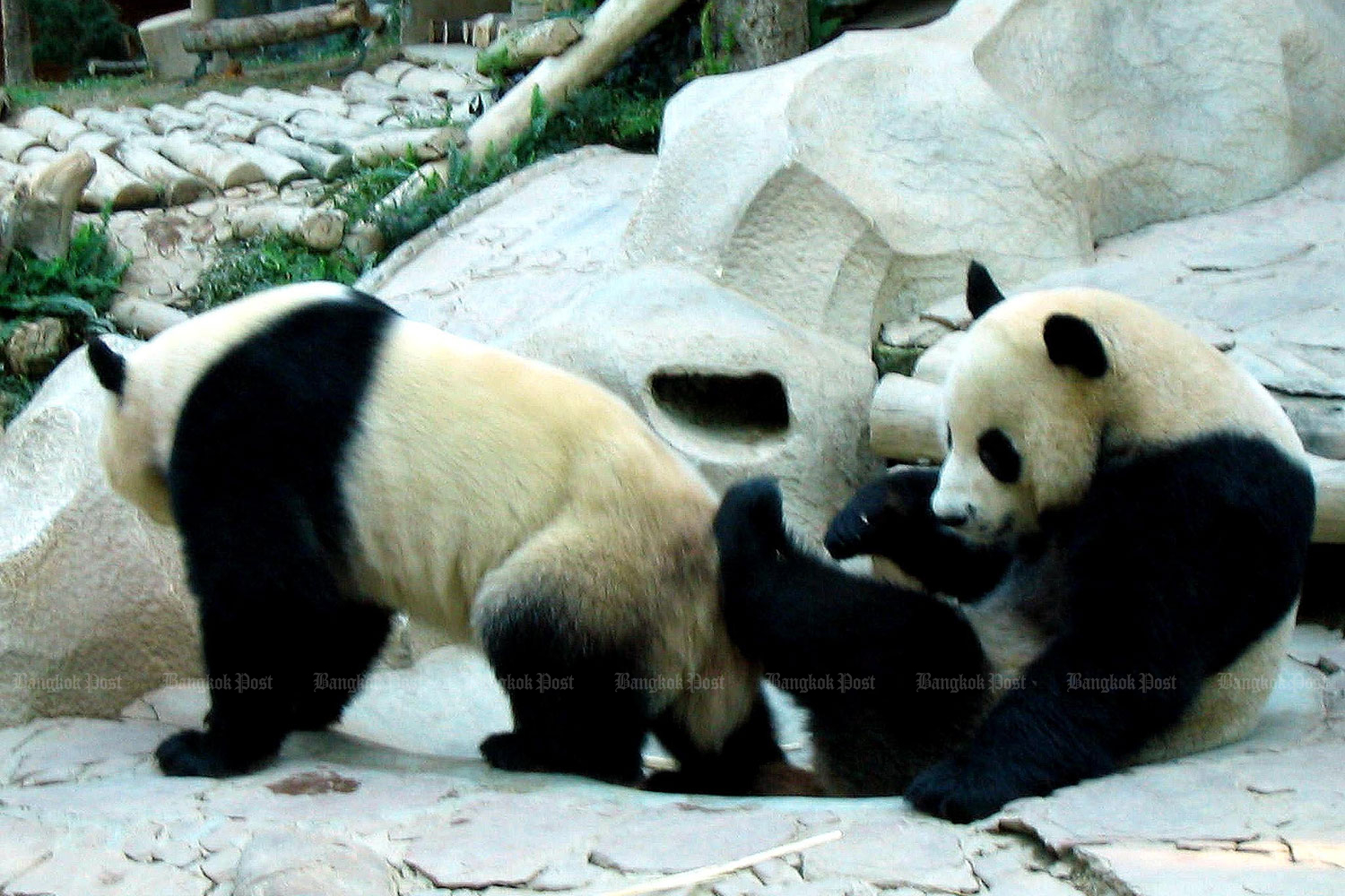 Bangkok Post - Chiang Mai zoo to welcome 2 new pandas from China