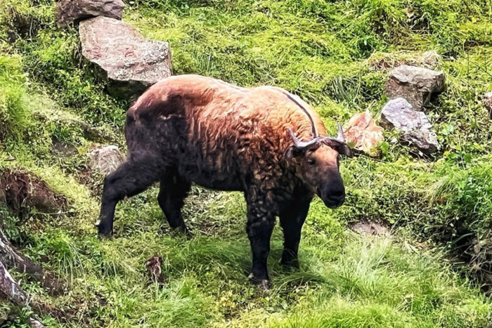 Bangkok Post - Bhutan's monarch gifts two takin, their national animal ...