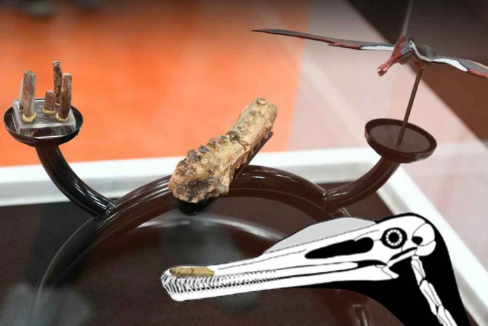 Bangkok Post - Fossil of prehistoric flying reptile found