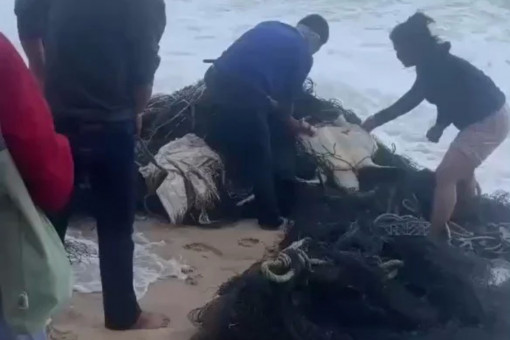 Bangkok Post - Sea turtle rescued from old fishing net, another dies
