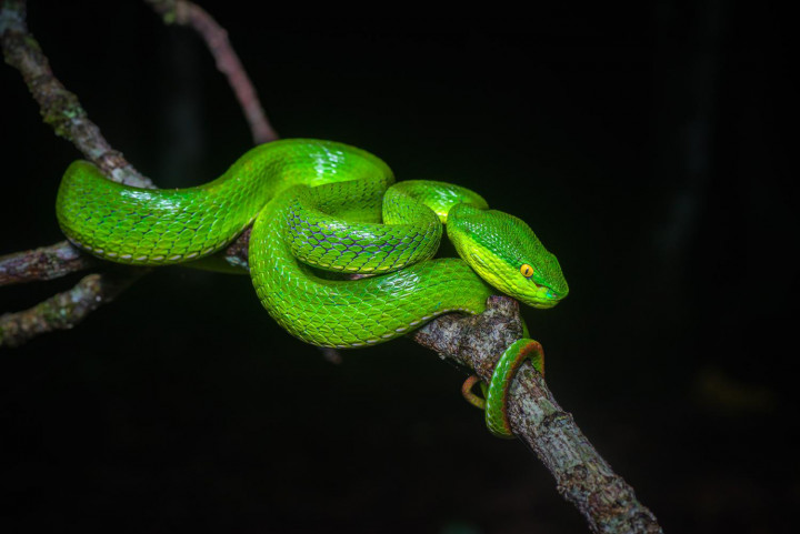 Bangkok Post - Seven deadly snakes in Thailand and how to spot them