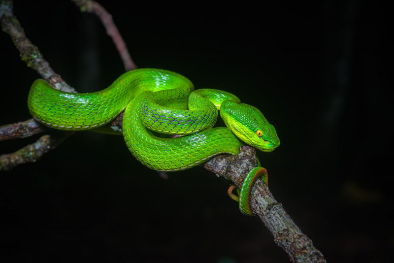 Bangkok Post - Seven deadly snakes in Thailand and how to spot them