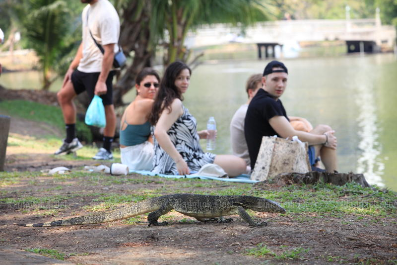Bangkok Post - Water monitor breeding now permitted in Thailand