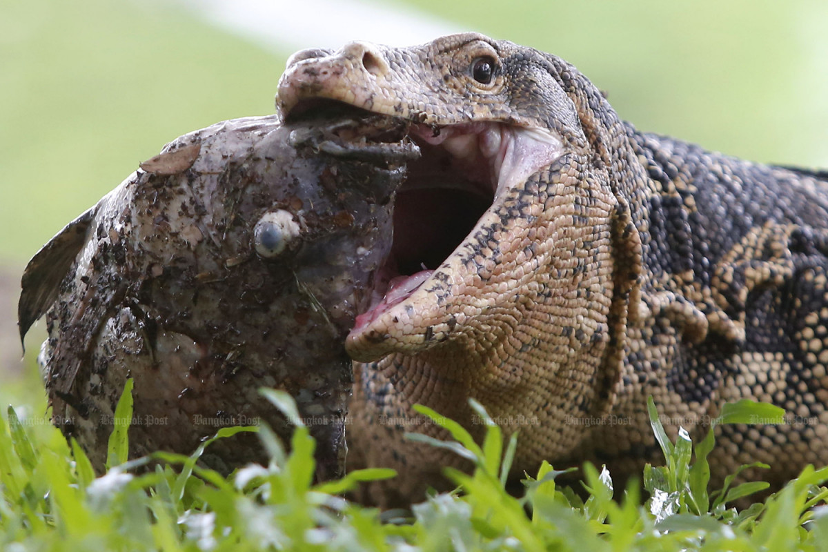 Bangkok Post - Water monitor breeding now permitted in Thailand