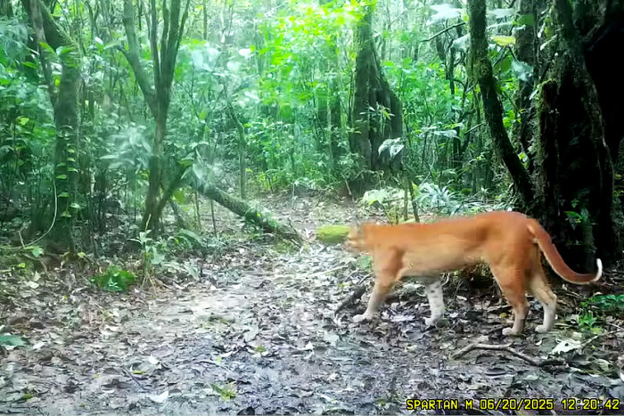 Bangkok Post - Camera trap captures endangered cat