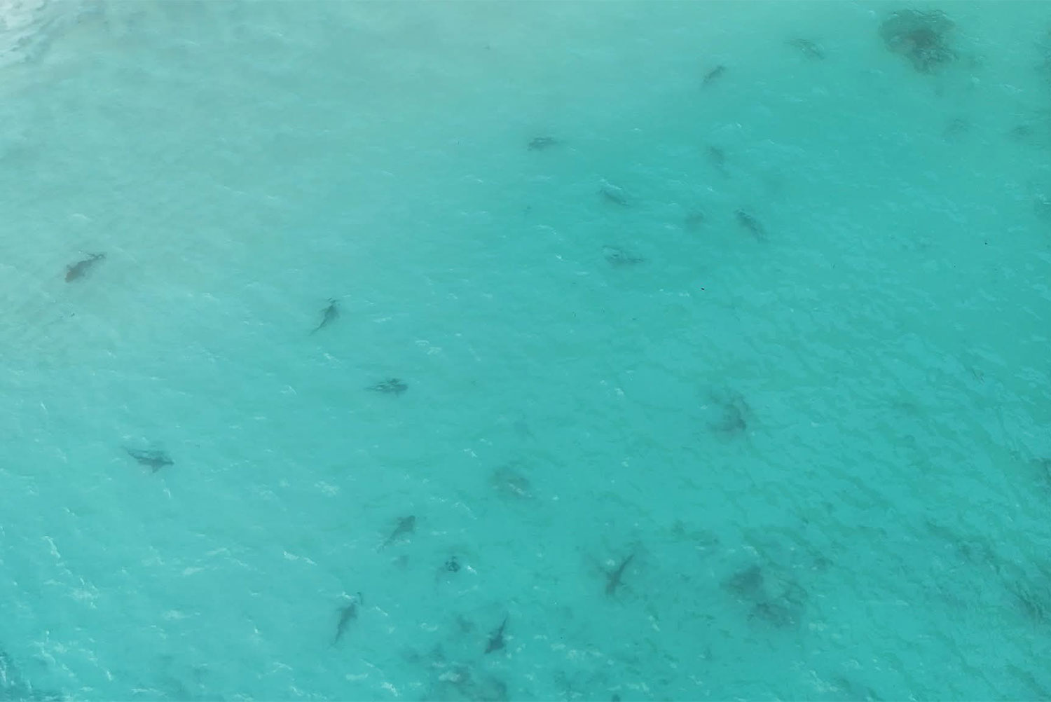 Bangkok Post - 158 blacktip reef sharks spotted in Maya Bay