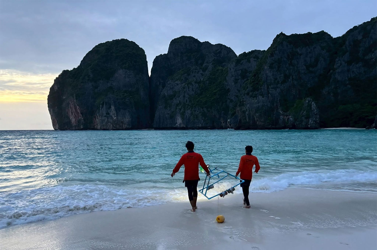 Bangkok Post - 158 blacktip reef sharks spotted in Maya Bay