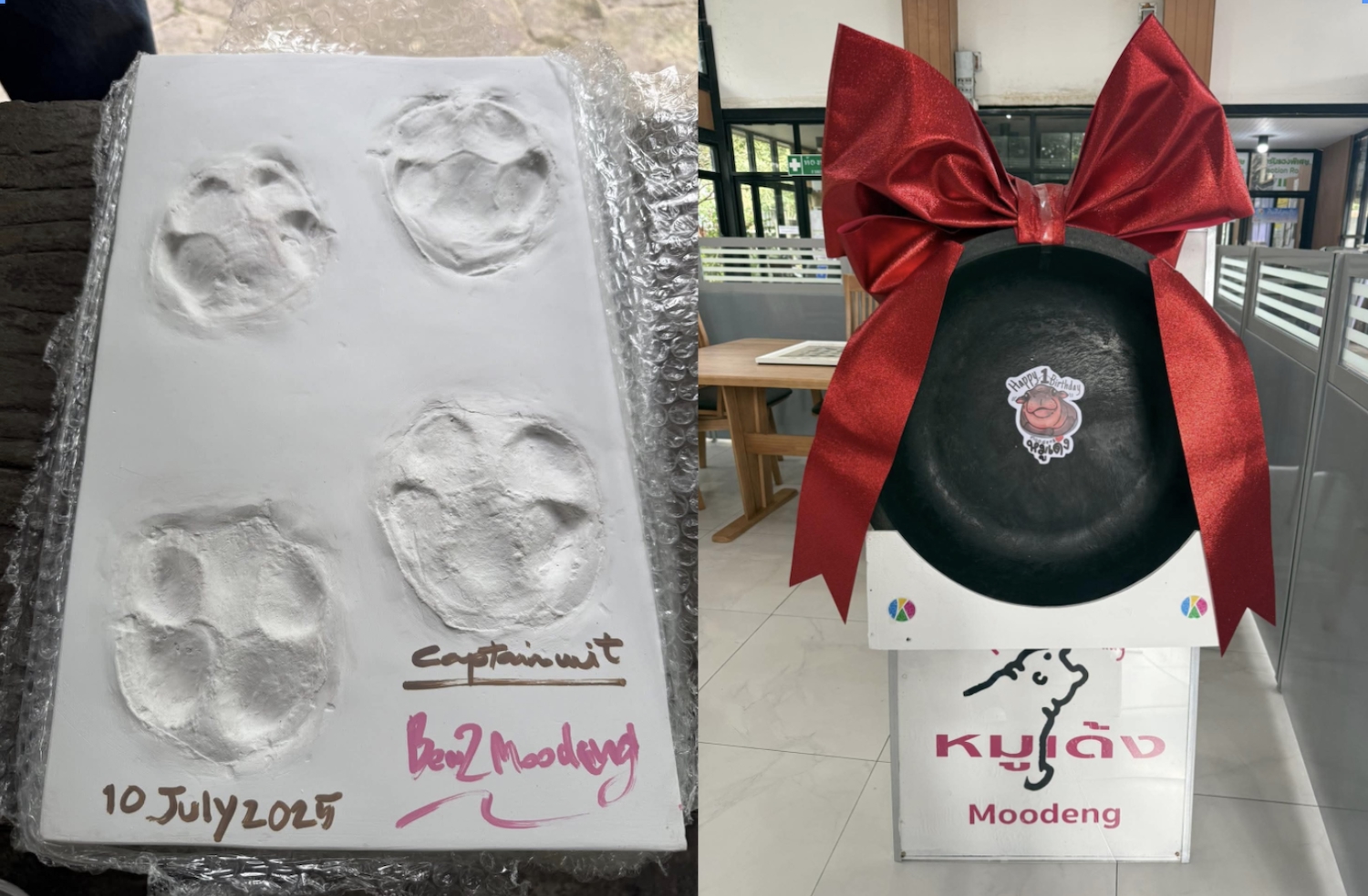 Bangkok Post - ‘Hippo Birthday’: Thailand’s Moo Deng turns one year old