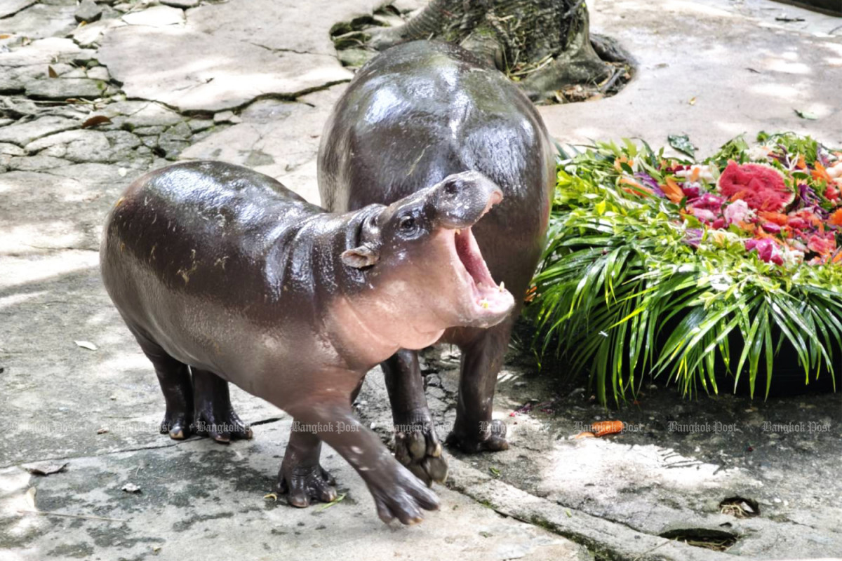 Bangkok Post - ‘Hippo Birthday’: Thailand’s Moo Deng turns one year old