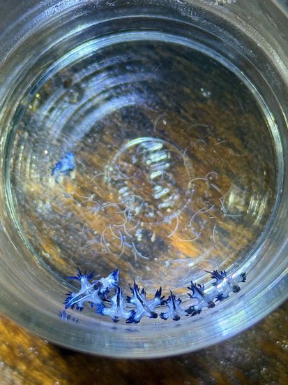 Bangkok Post - Venomous Blue Dragon sea slugs spotted on Phuket beach