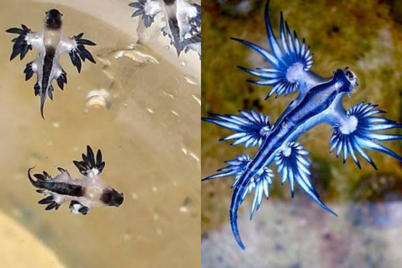Bangkok Post - Venomous Blue Dragon sea slugs spotted on Phuket beach